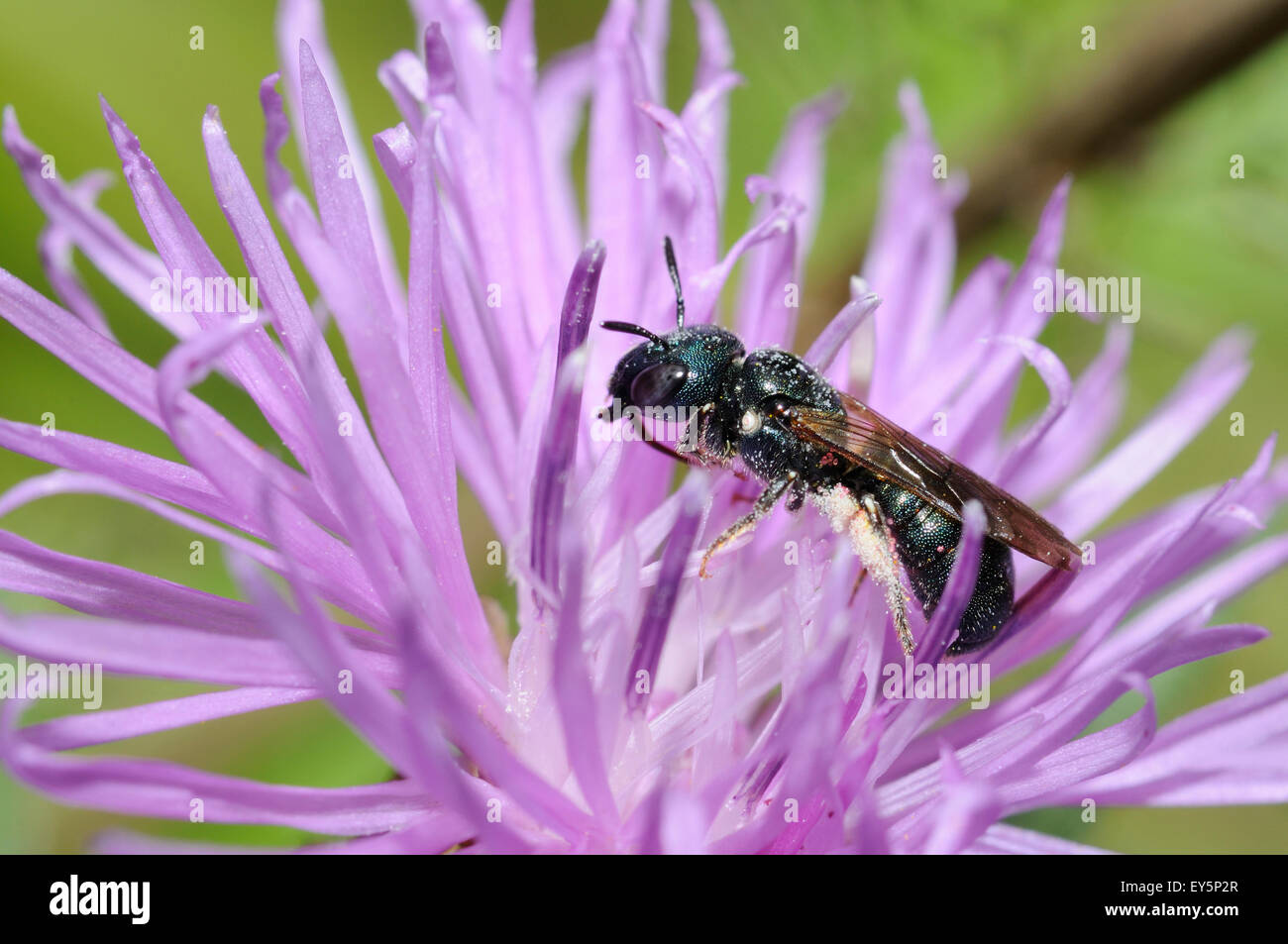 Blue Carpenter Bee on flower - Northern Vosges France Stock Photo - Alamy