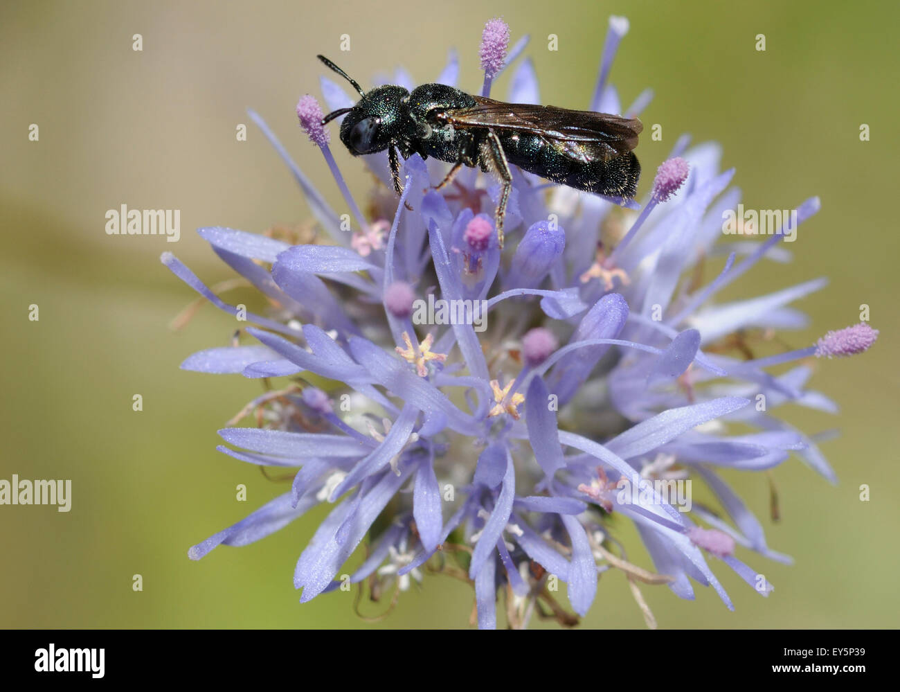 Blue carpenter bee on Sheep's-bit flower - Aquitaine France Stock Photo ...