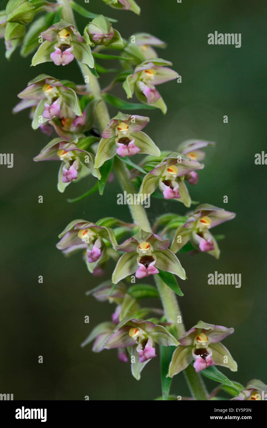 Broadleaf helleborine flowers - Aquitaine France The region of Entre ...