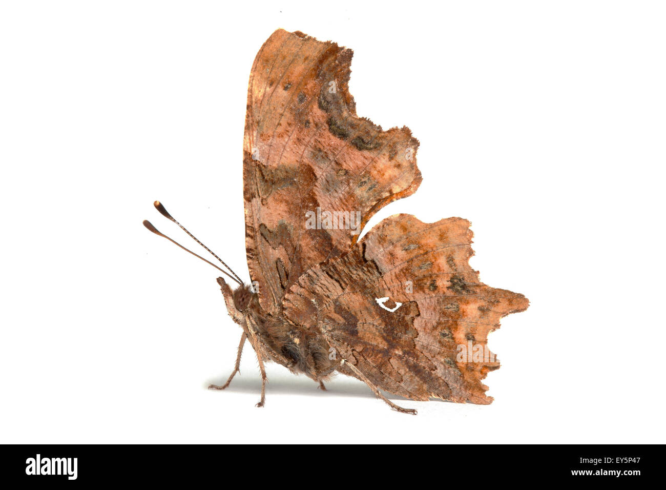 Comma Butterfly on white background Stock Photo - Alamy