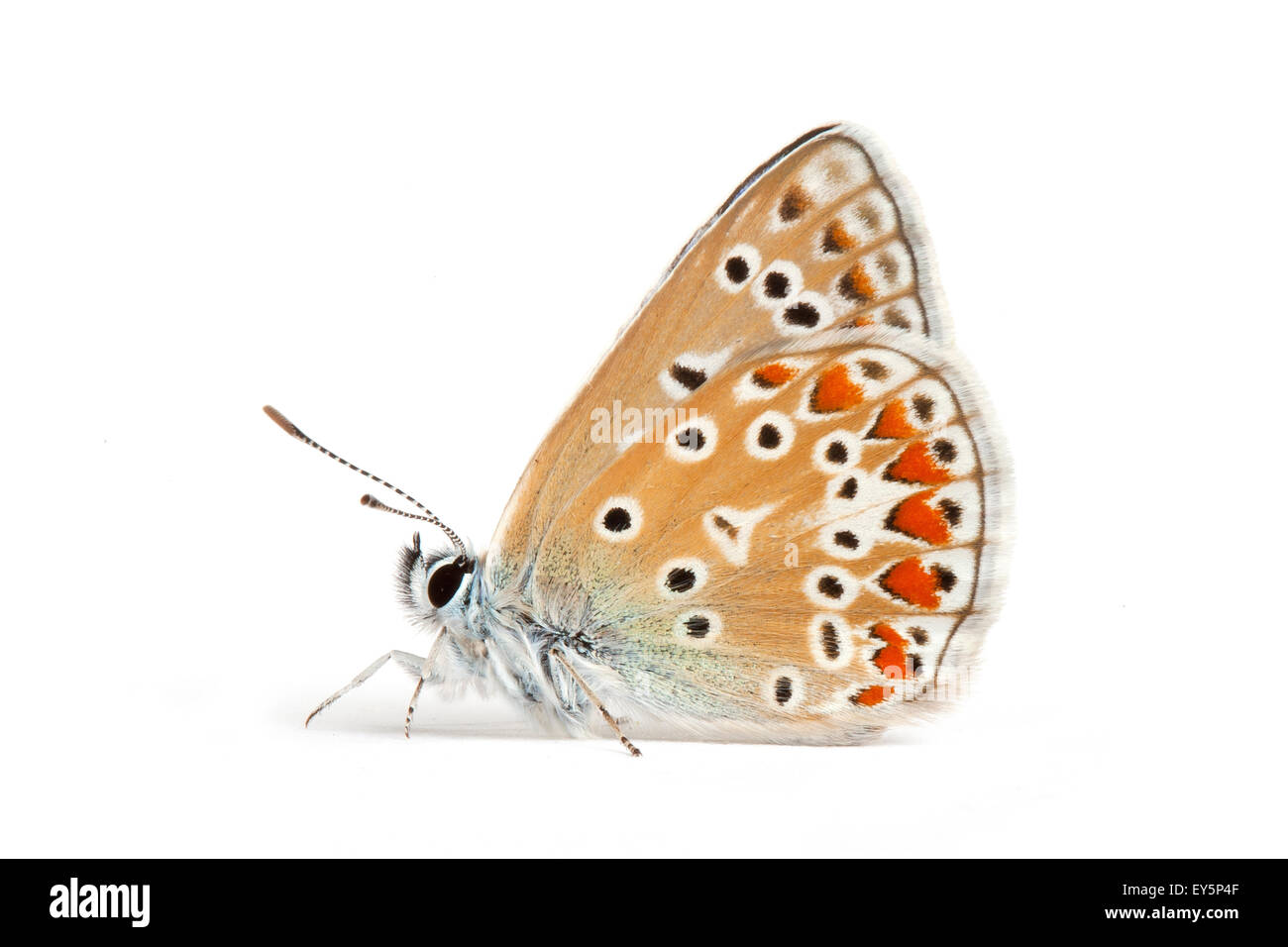 Adonis Blue on white background Stock Photo - Alamy