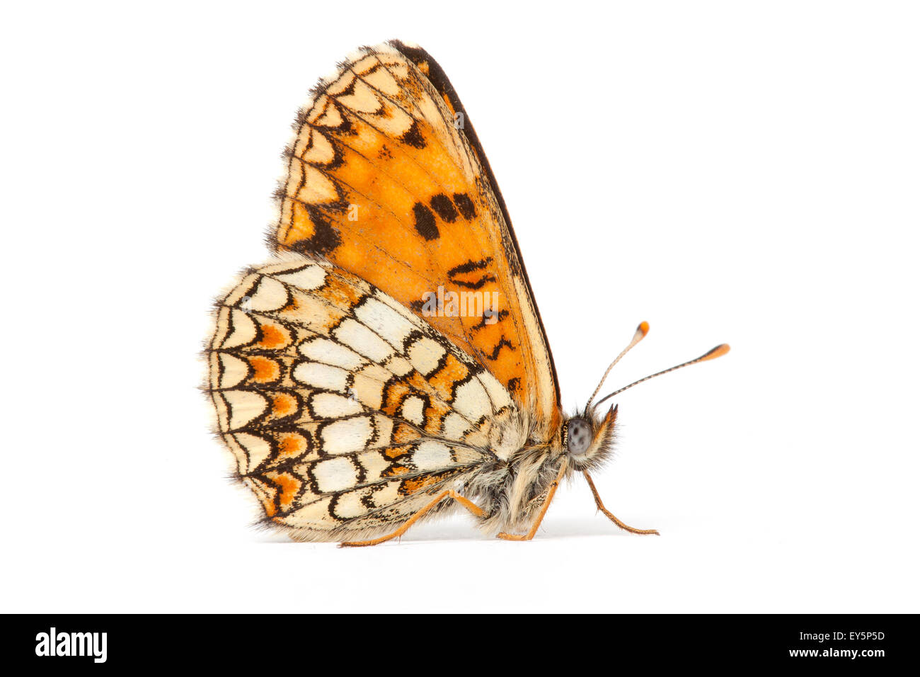 Heath Fritillary female on white background Stock Photo - Alamy