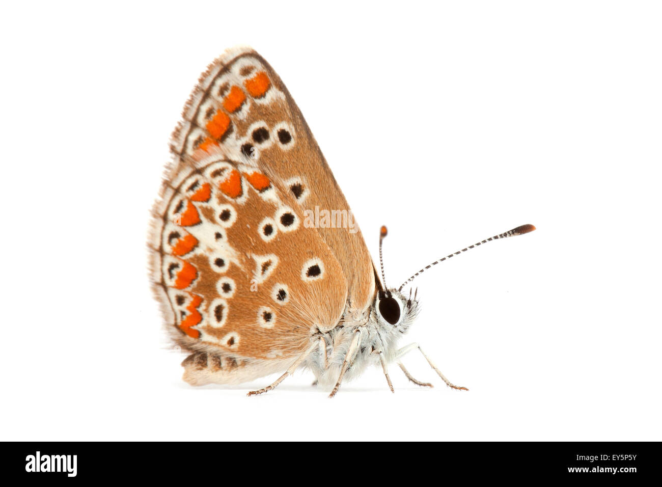 Brown Argus female on white background Stock Photo - Alamy
