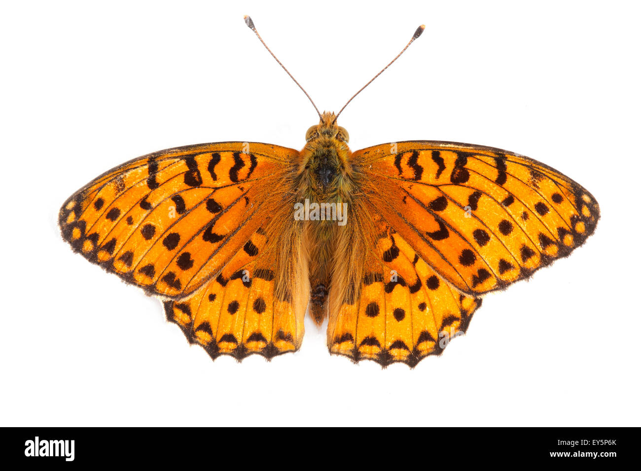 Dark Green Fritillary male on white background Stock Photo - Alamy
