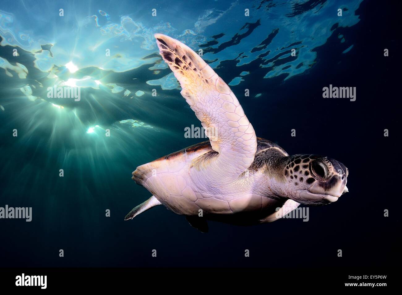 Under the surface hi-res stock photography and images - Alamy