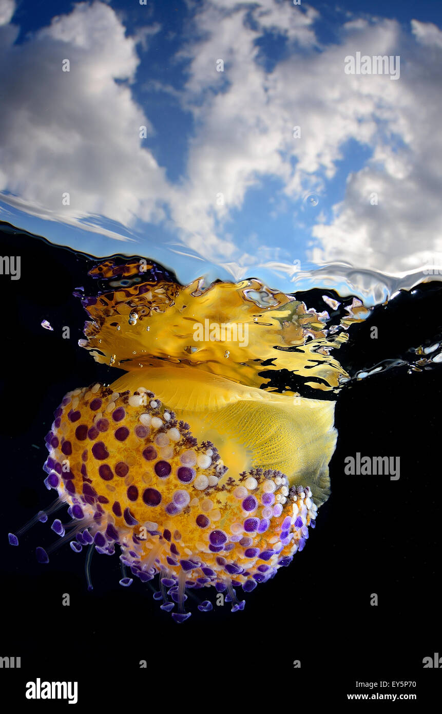 Under the surface hi-res stock photography and images - Alamy