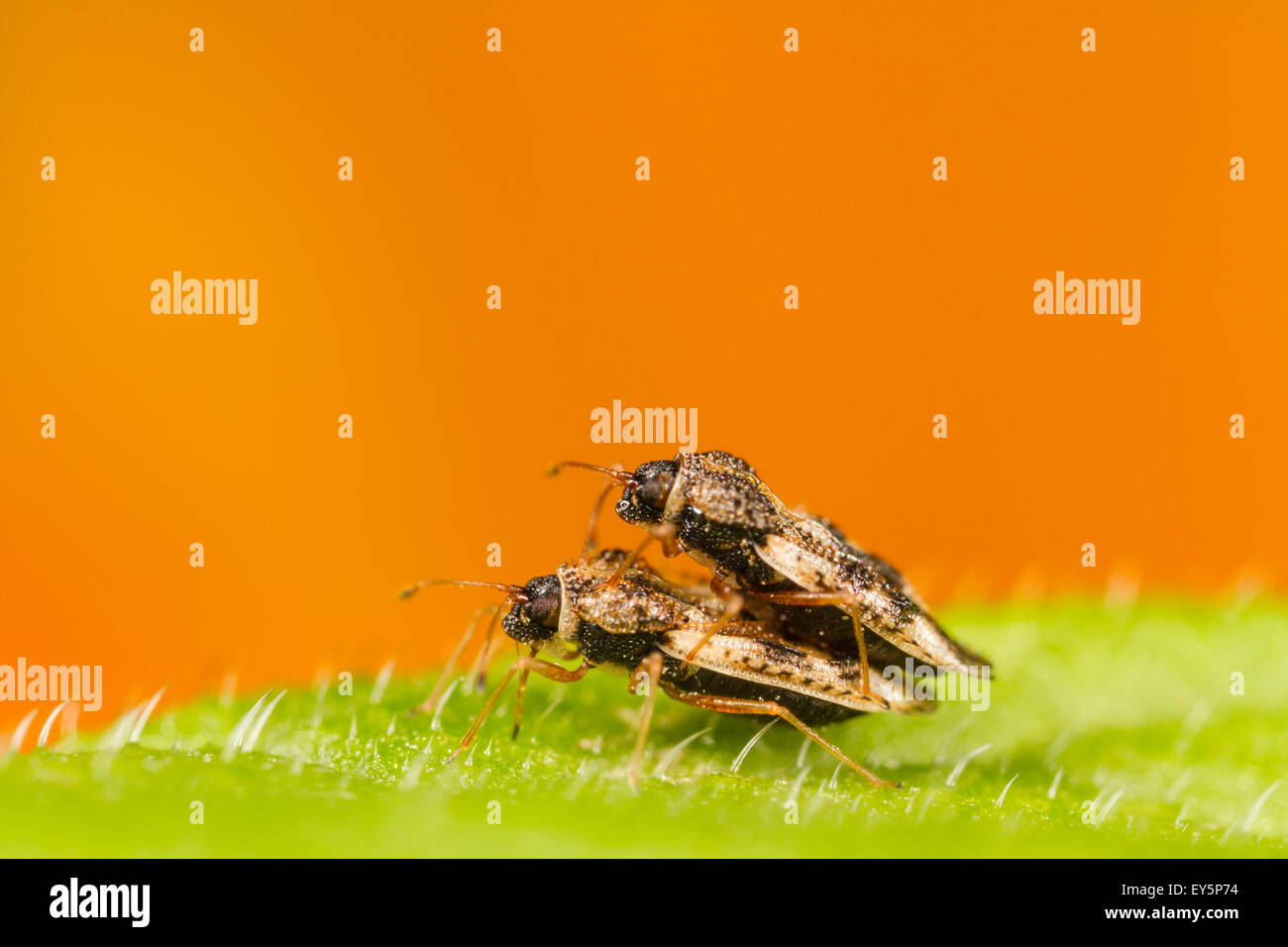 Lace bug mating on a leaf Stock Photo - Alamy