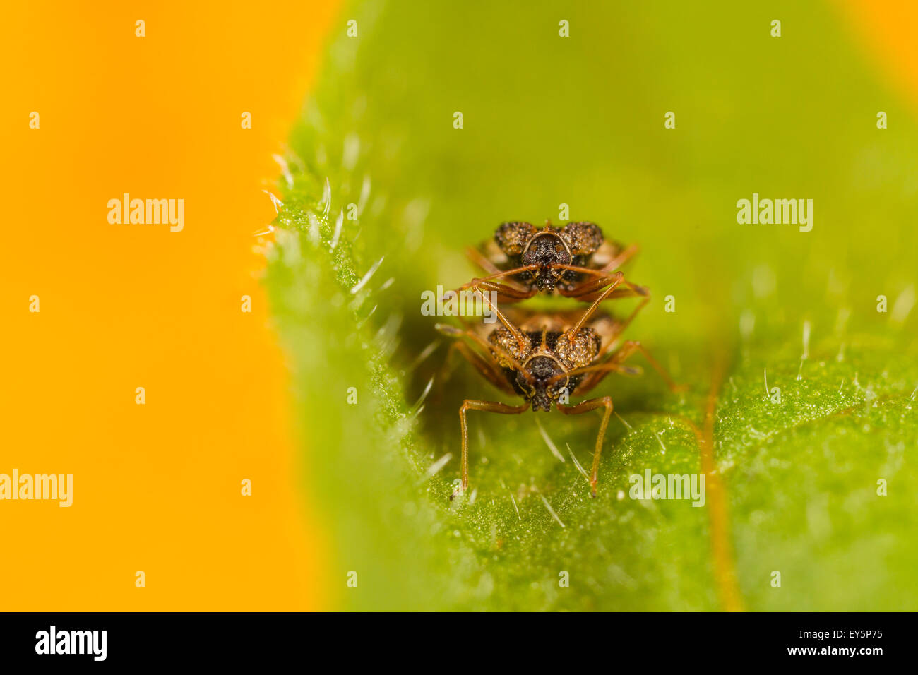 Lace bug mating on a leaf Stock Photo - Alamy
