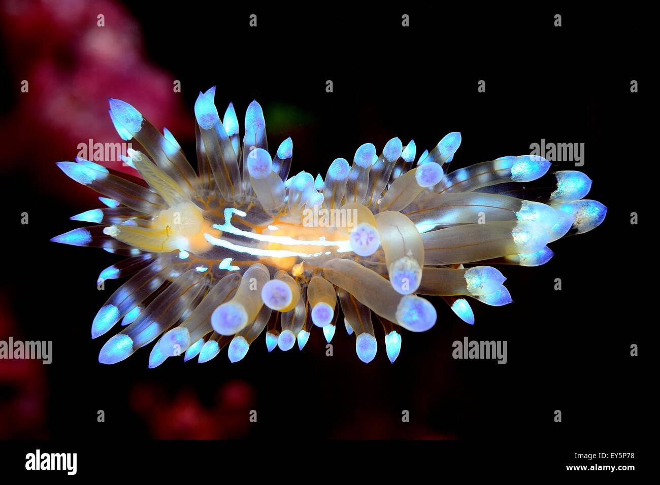 Janolus cristatus hi-res stock photography and images - Alamy