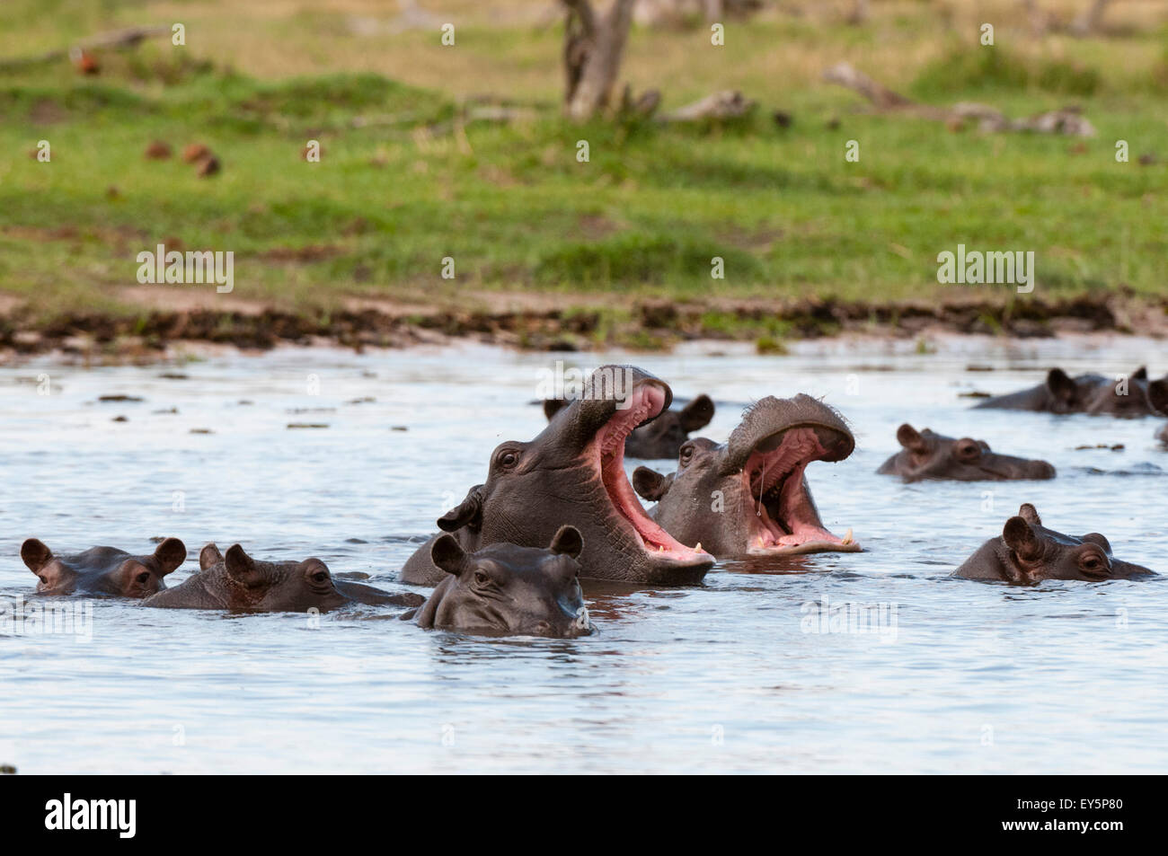 Hippopotamus in water - Khwai Okavango Delta Botswana Stock Photo - Alamy