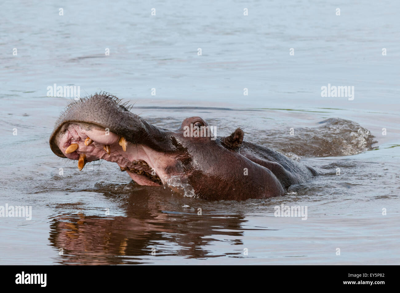 Hippopotamus in water - Khwai Okavango Delta Botswana Stock Photo - Alamy