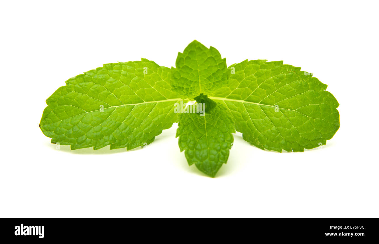 small sprig of mint isolated on white background Stock Photo - Alamy