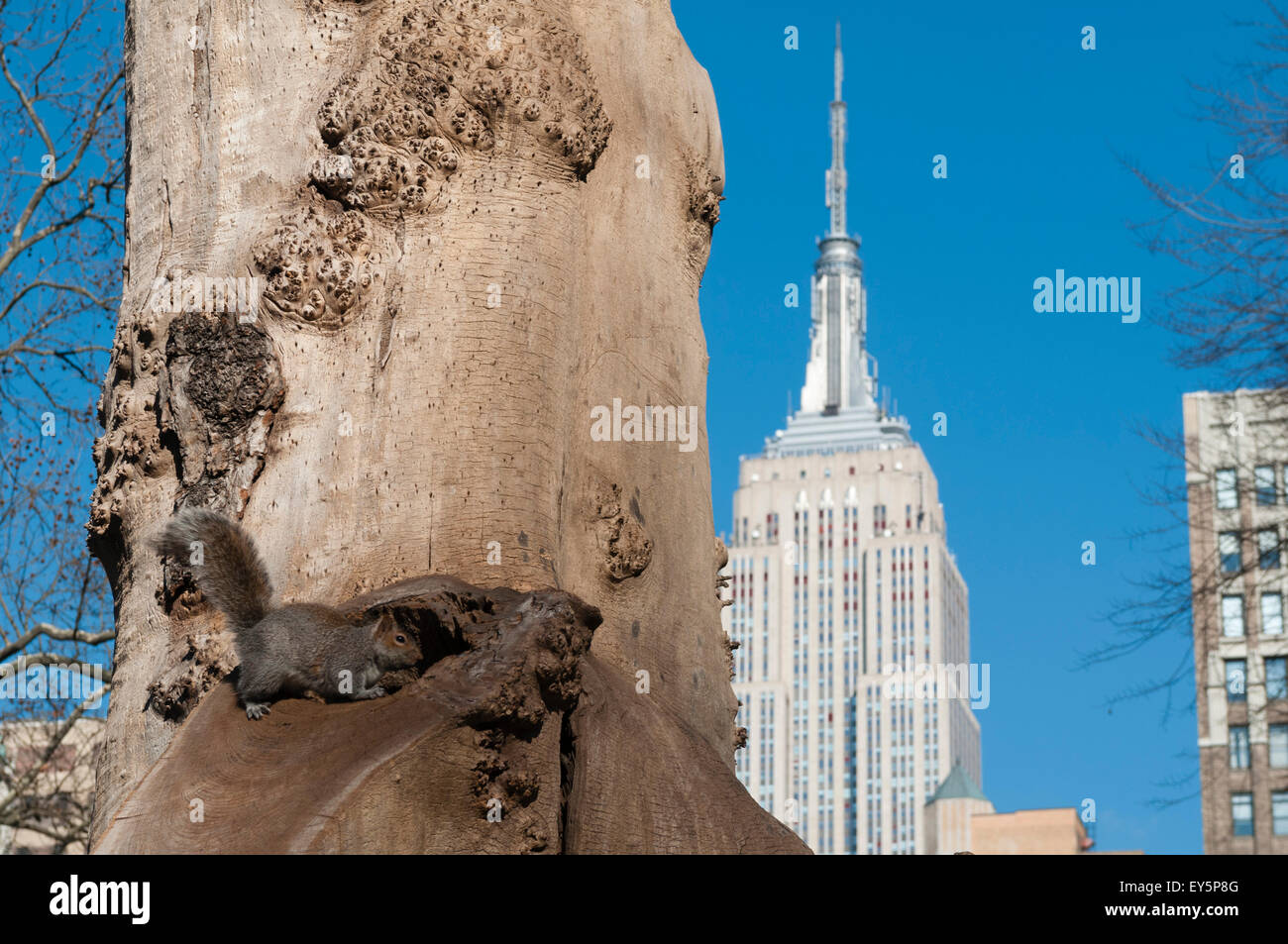 Squirrel on a tree with Empire State building on background Stock Photo ...