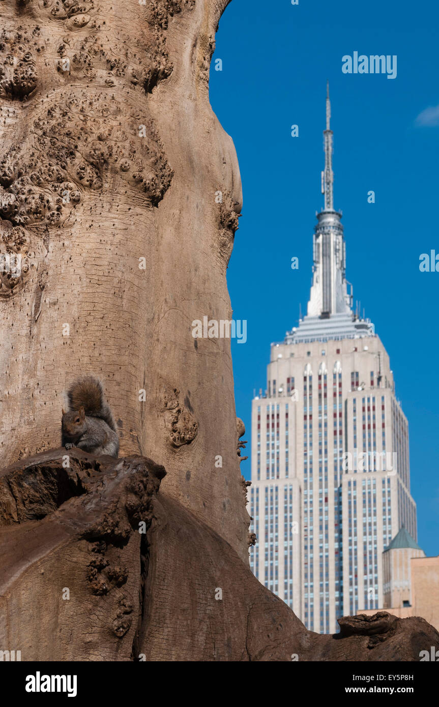 Squirrel on a tree with Empire State building on background Stock Photo ...