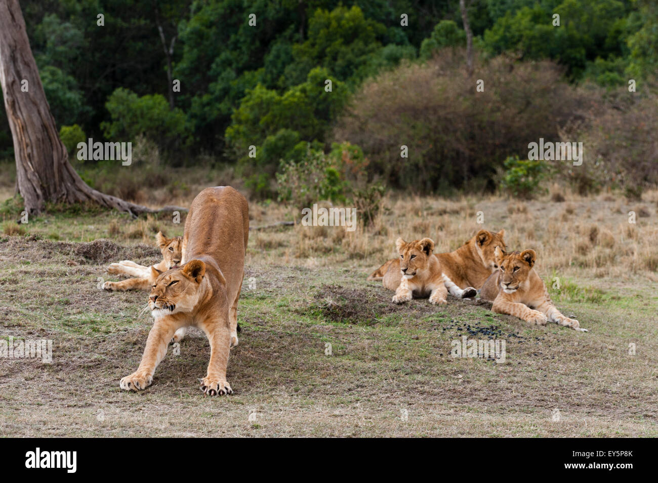 Lioness stretching and cubs - Masai Mara Kenya Stock Photo - Alamy
