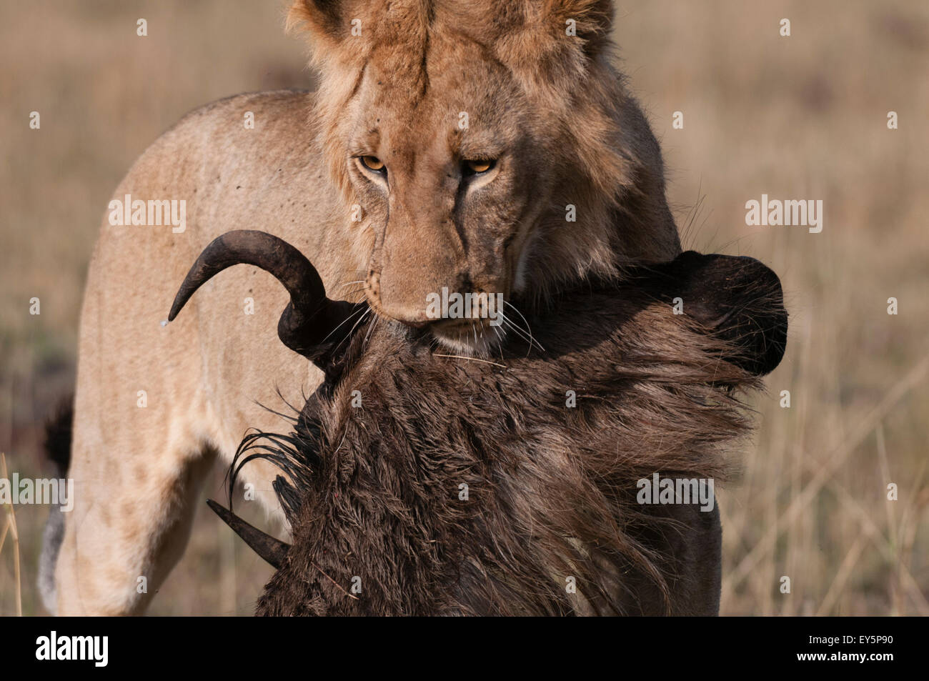 Young Lion eating a wildebeest - Masai Mara Kenya Stock Photo - Alamy
