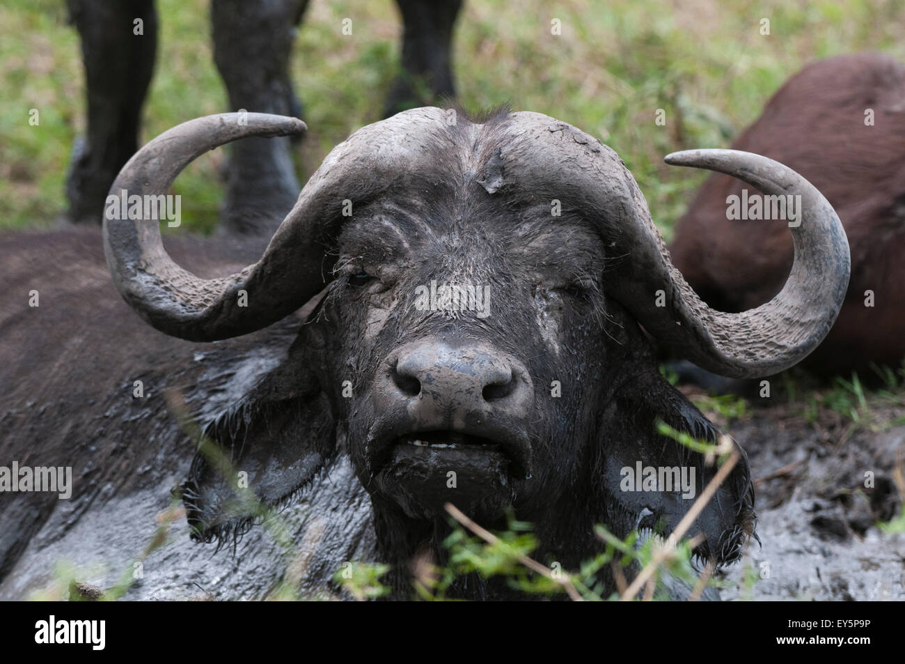 Portrait of African Buffalo in savanna - Masai Mara Kenya Stock Photo ...