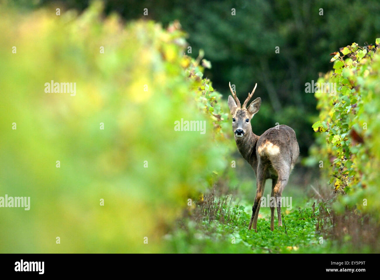 Roe Deer in a field of vines - Burgundy France Stock Photo - Alamy