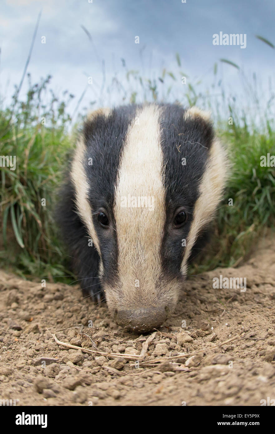 Badger Close Up Stock Photos & Badger Close Up Stock Images - Alamy