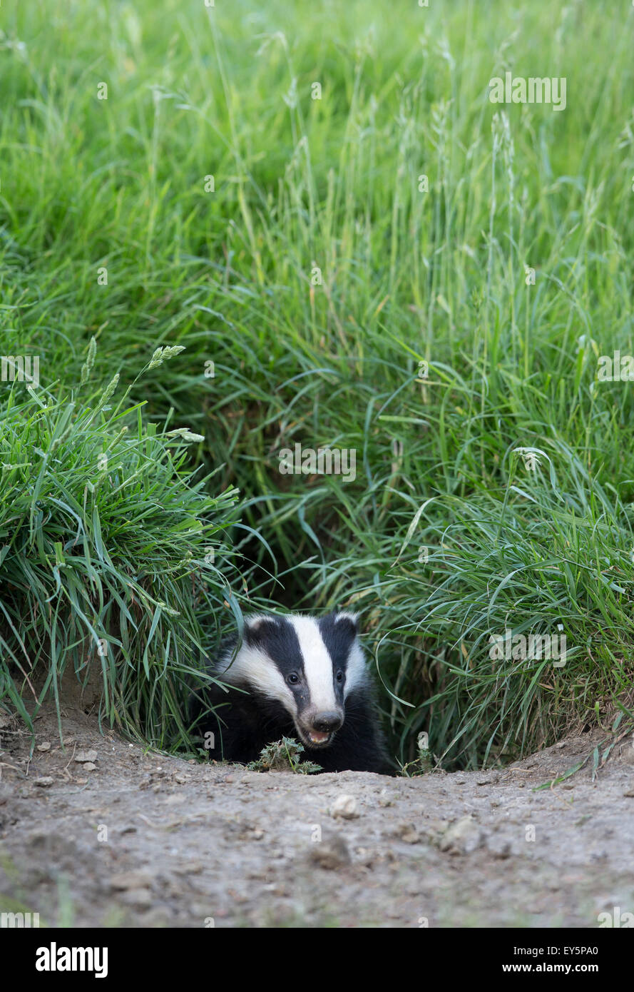Badger coming out of its set in summer GB Stock Photo - Alamy