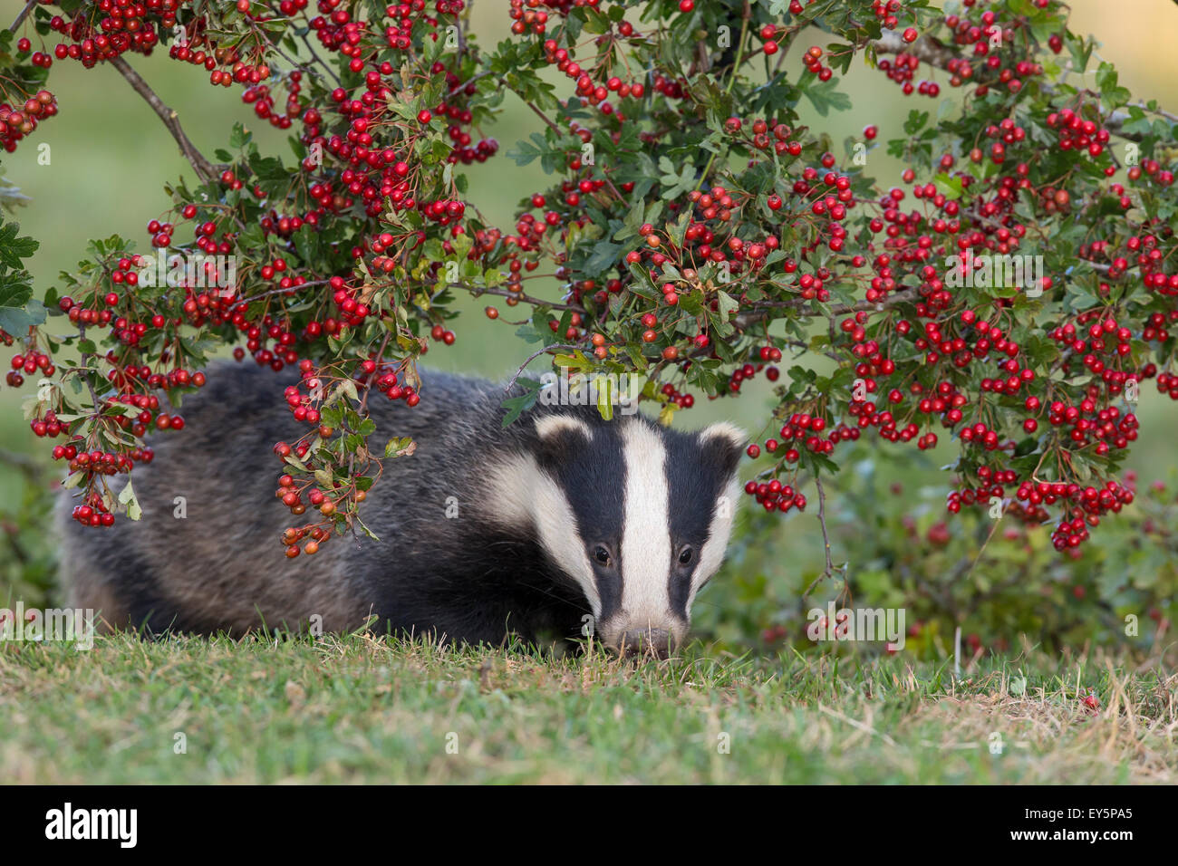 Badger under a hawthorn bush in summer GB Stock Photo - Alamy