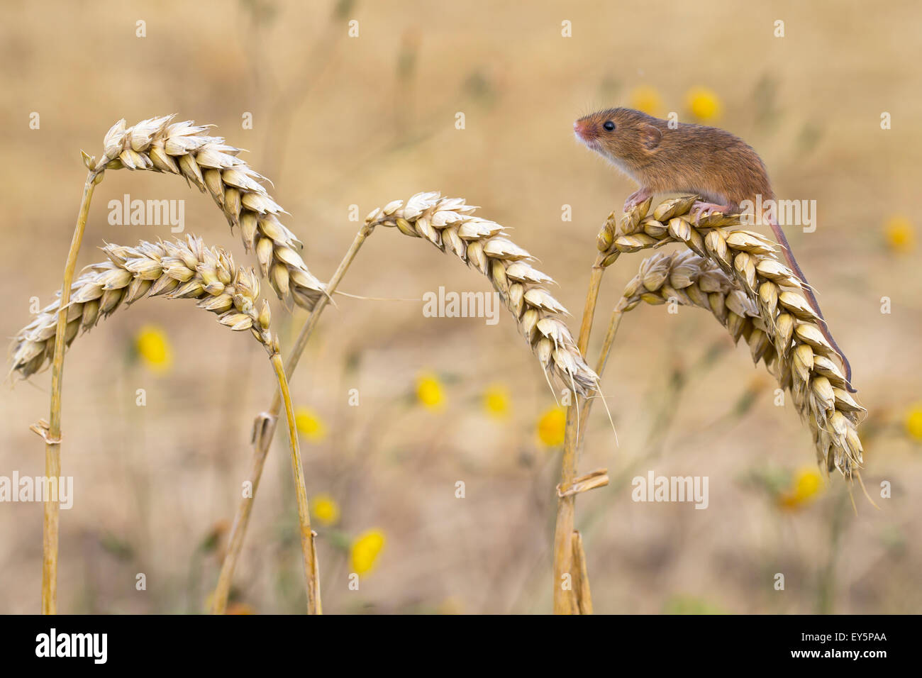 Harvest mouse wheat hi-res stock photography and images - Alamy