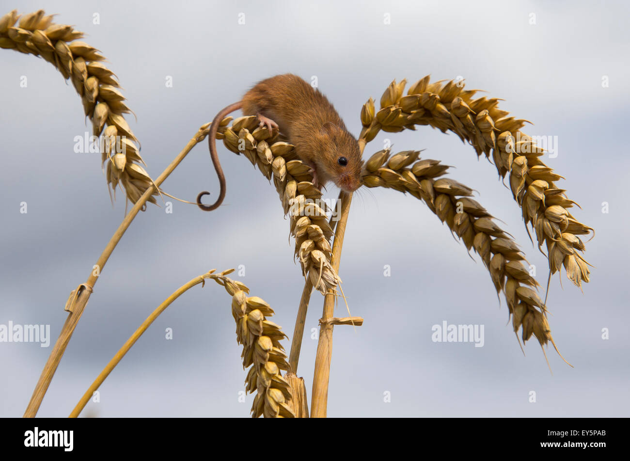 Harvest mouse wheat hi-res stock photography and images - Alamy
