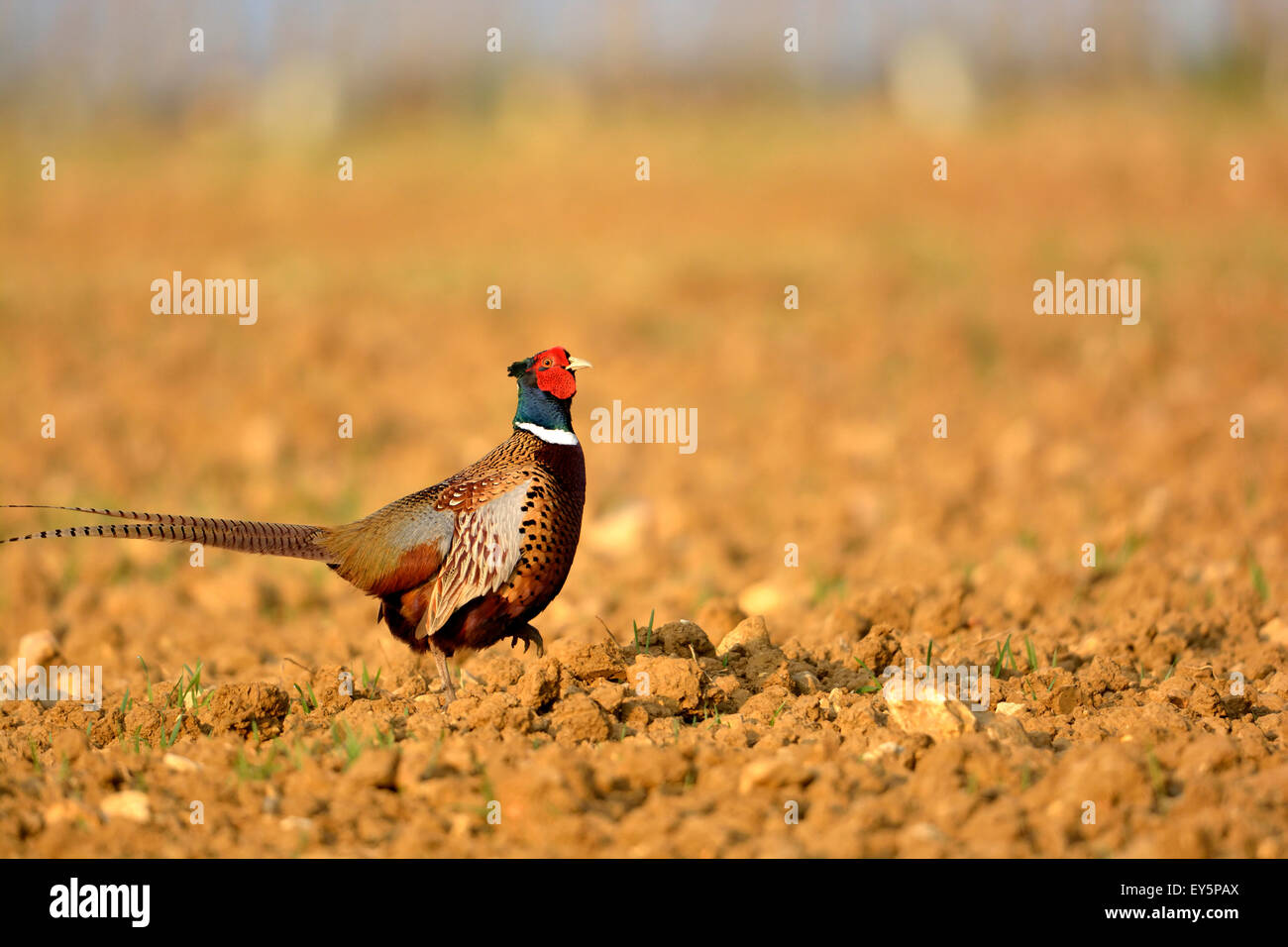 Ring-necked Pheasant in a plowed field - Burgundy France Stock Photo ...