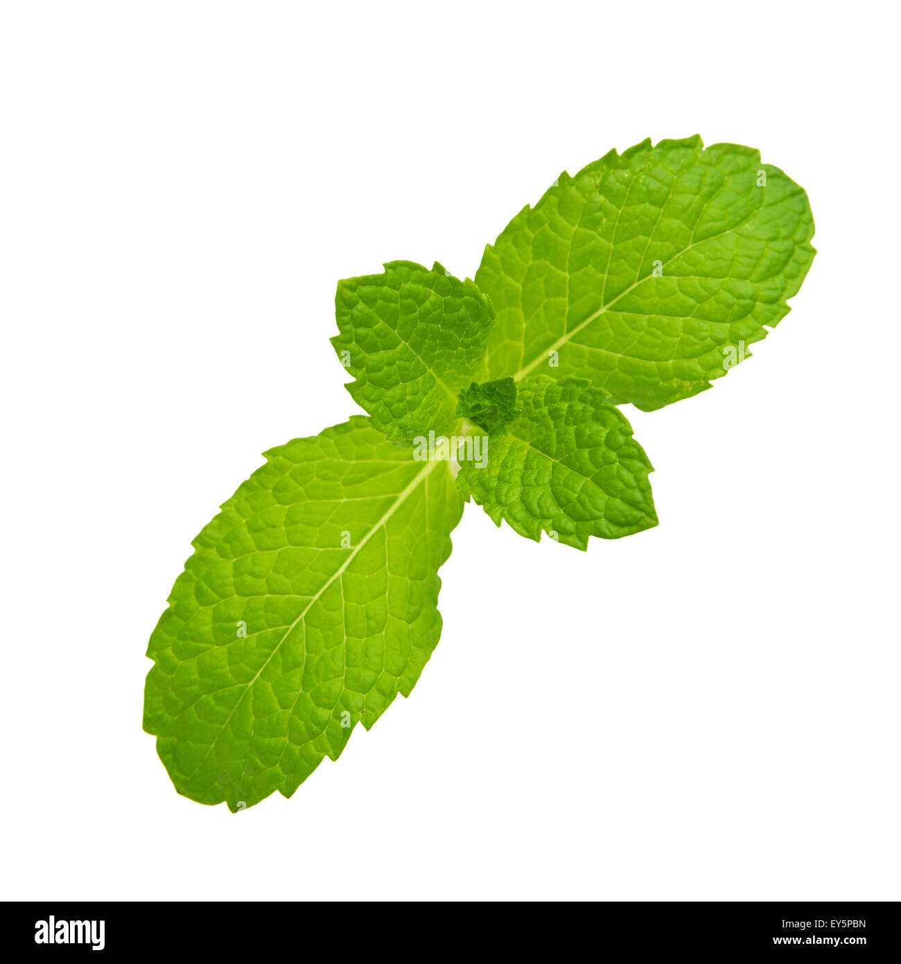 small sprig of mint isolated on white background Stock Photo - Alamy