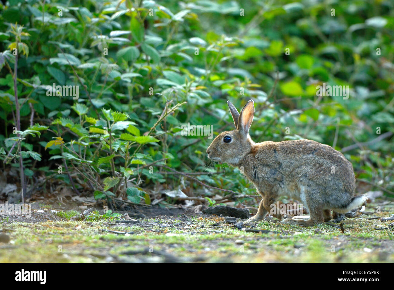 Rabbit Paris High Resolution Stock Photography and Images - Alamy