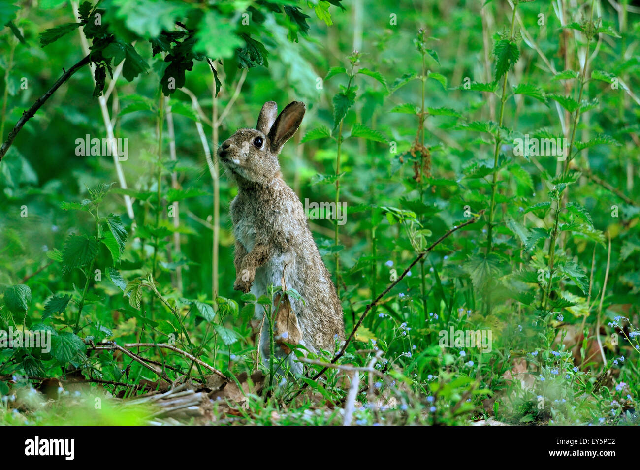 European Rabbit eating - Bois de Boulogne Paris France Stock Photo - Alamy