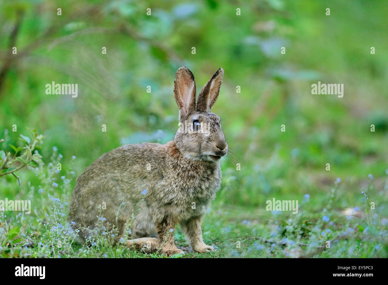 Capital feuillage hi-res stock photography and images - Alamy