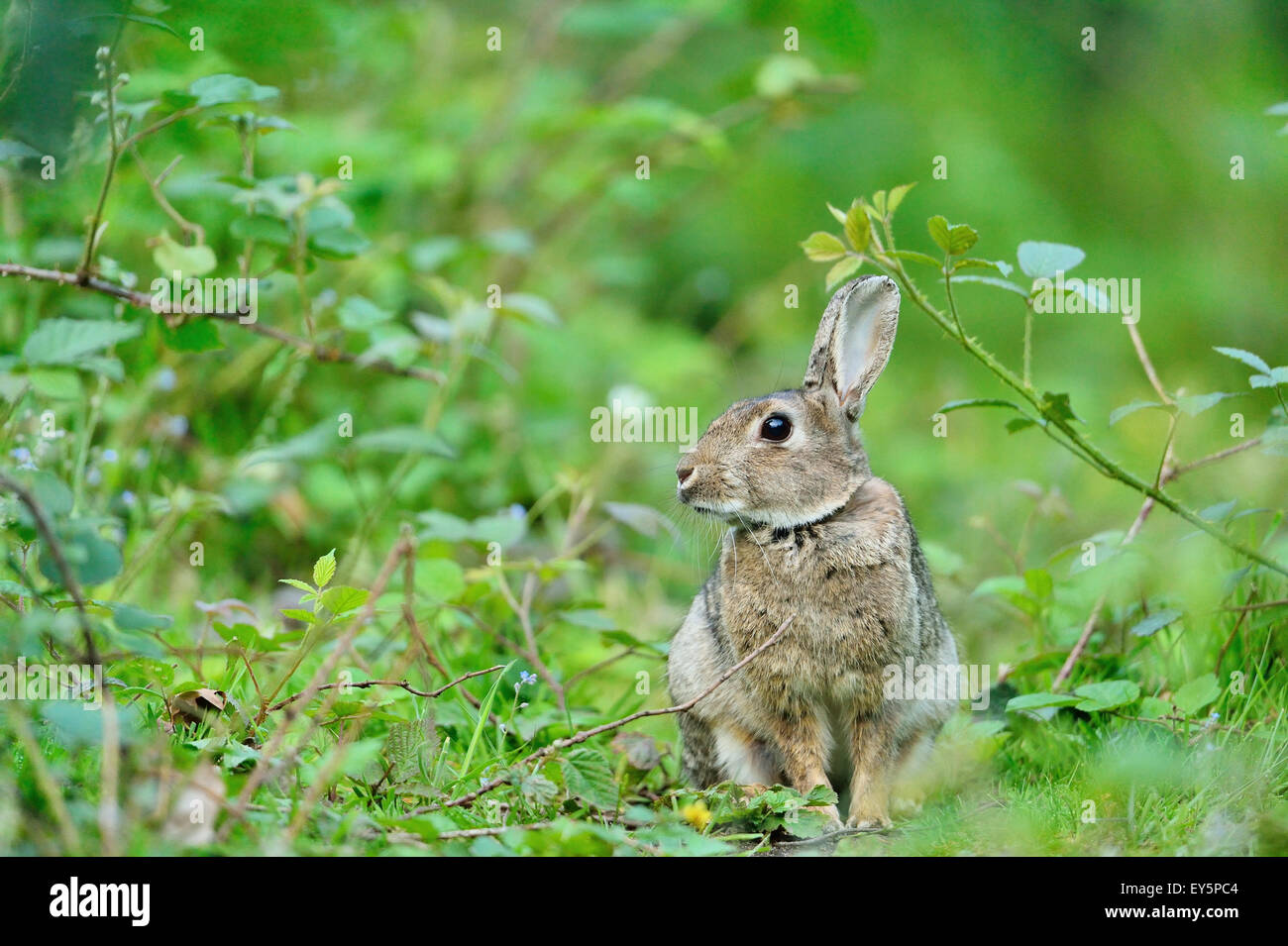 Surveiller hi-res stock photography and images - Alamy