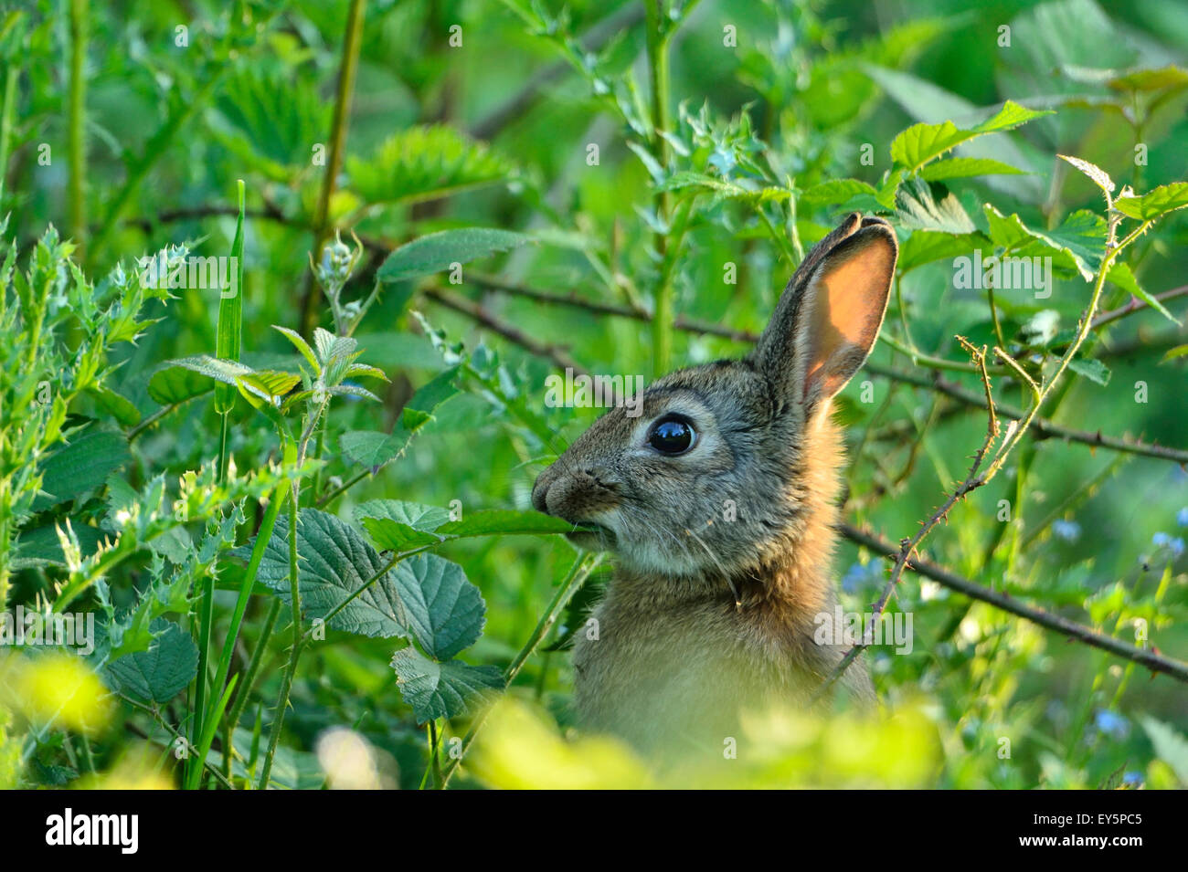 European Rabbit eating - Bois de Boulogne Paris France Stock Photo - Alamy