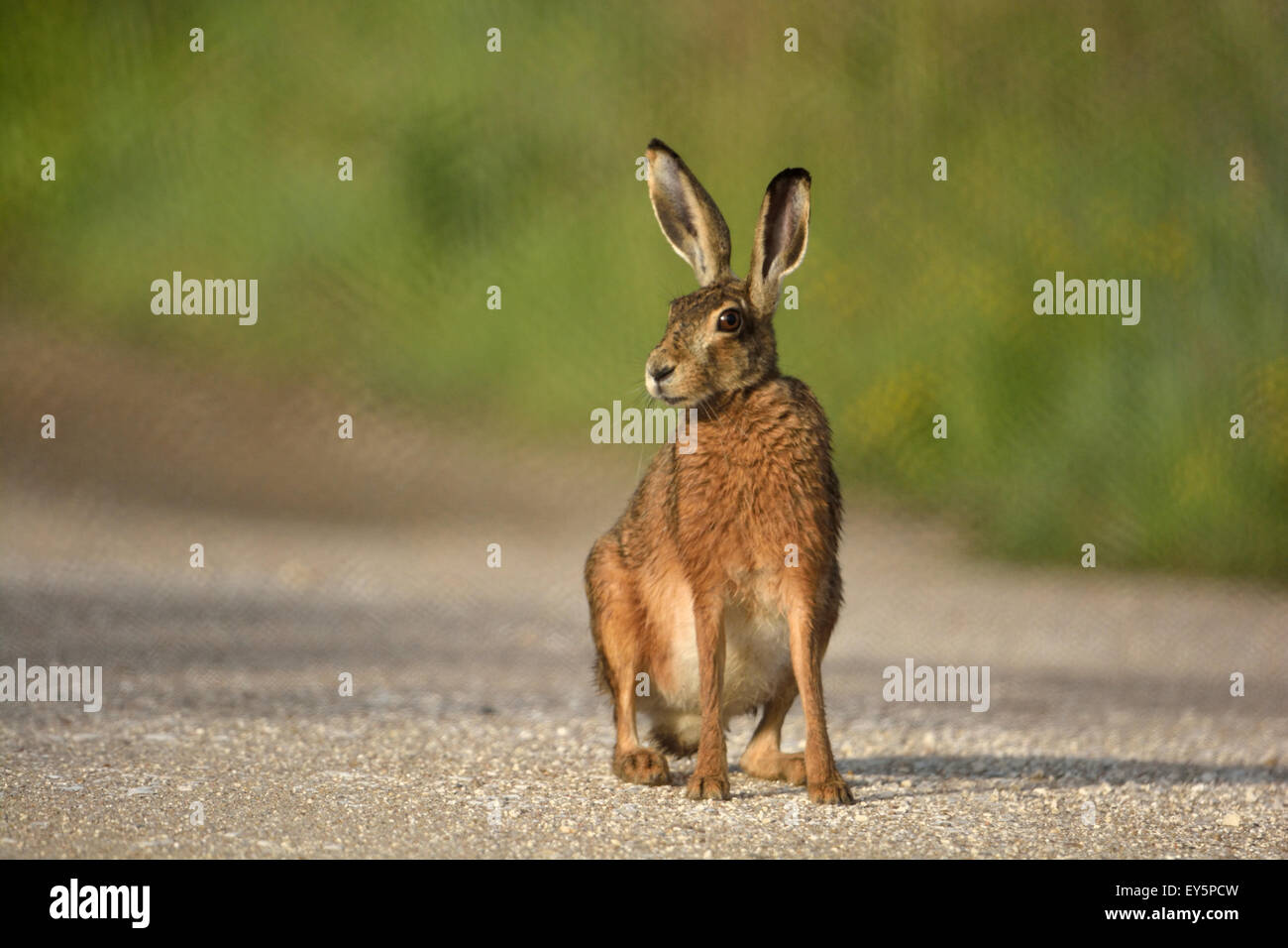Brown Hare on a path - Loire Valley France Stock Photo - Alamy