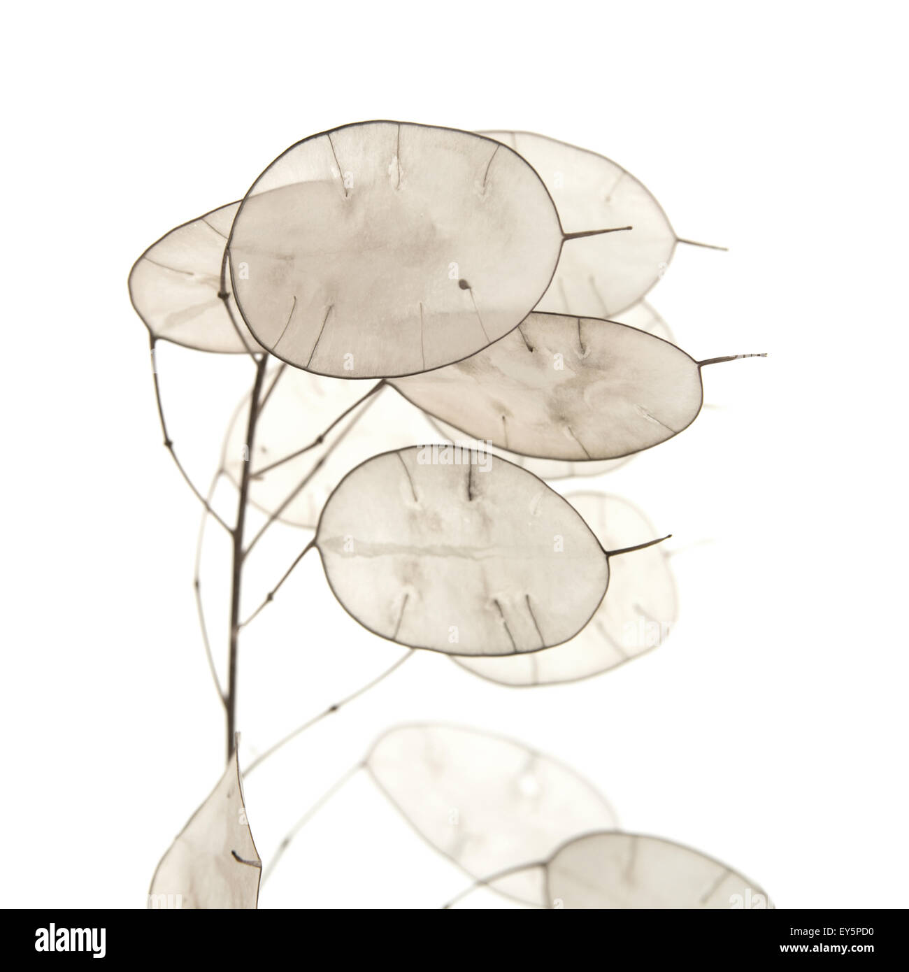 Lunaria annua, silver dollar plant isolated on white background Stock ...