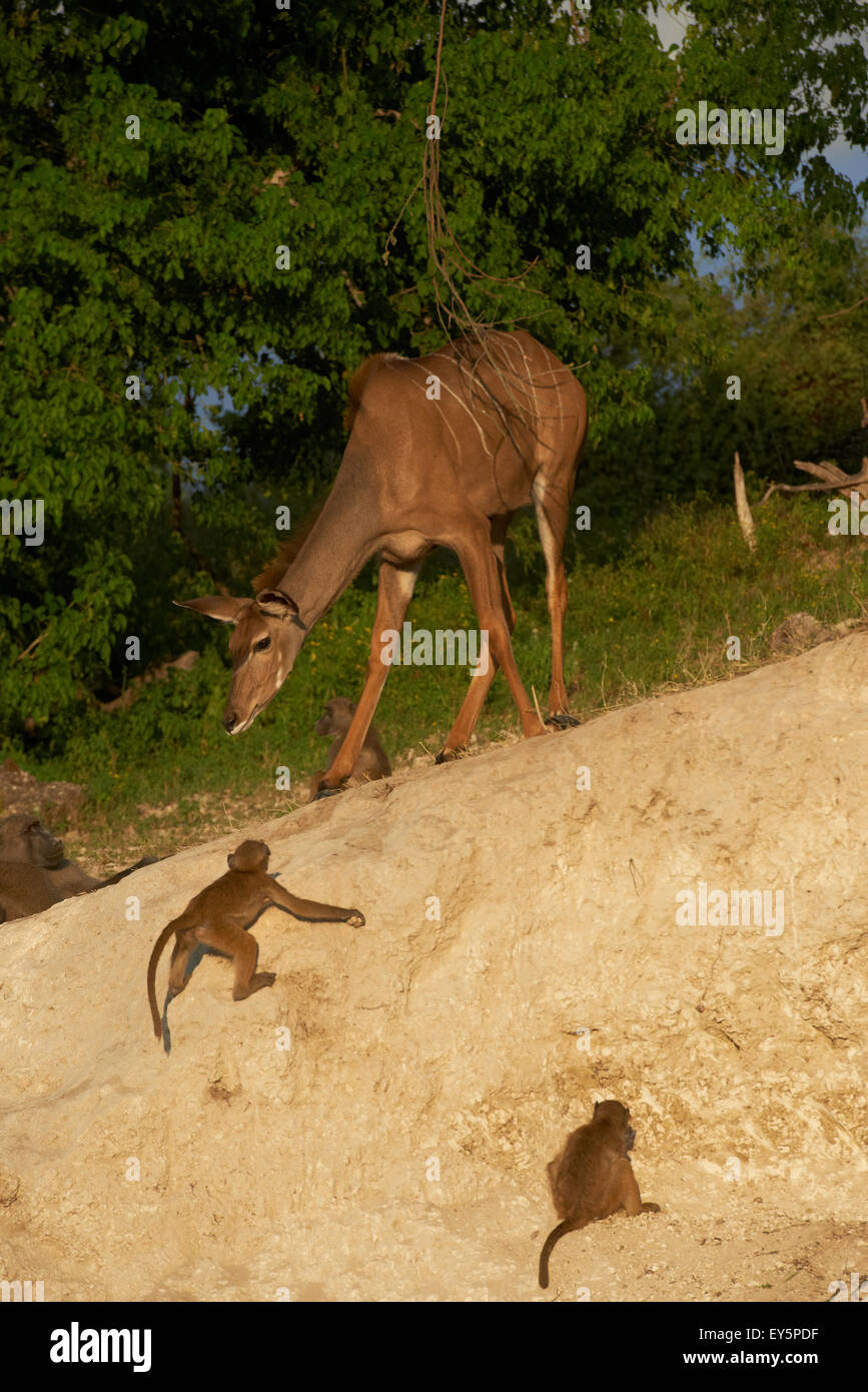 Great Kudu female and Chacma Baboons - Botswana Stock Photo - Alamy