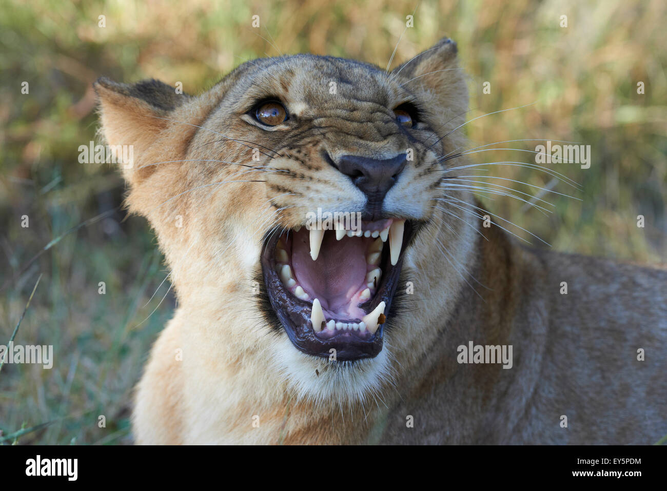 Lion aggressive hi-res stock photography and images - Alamy