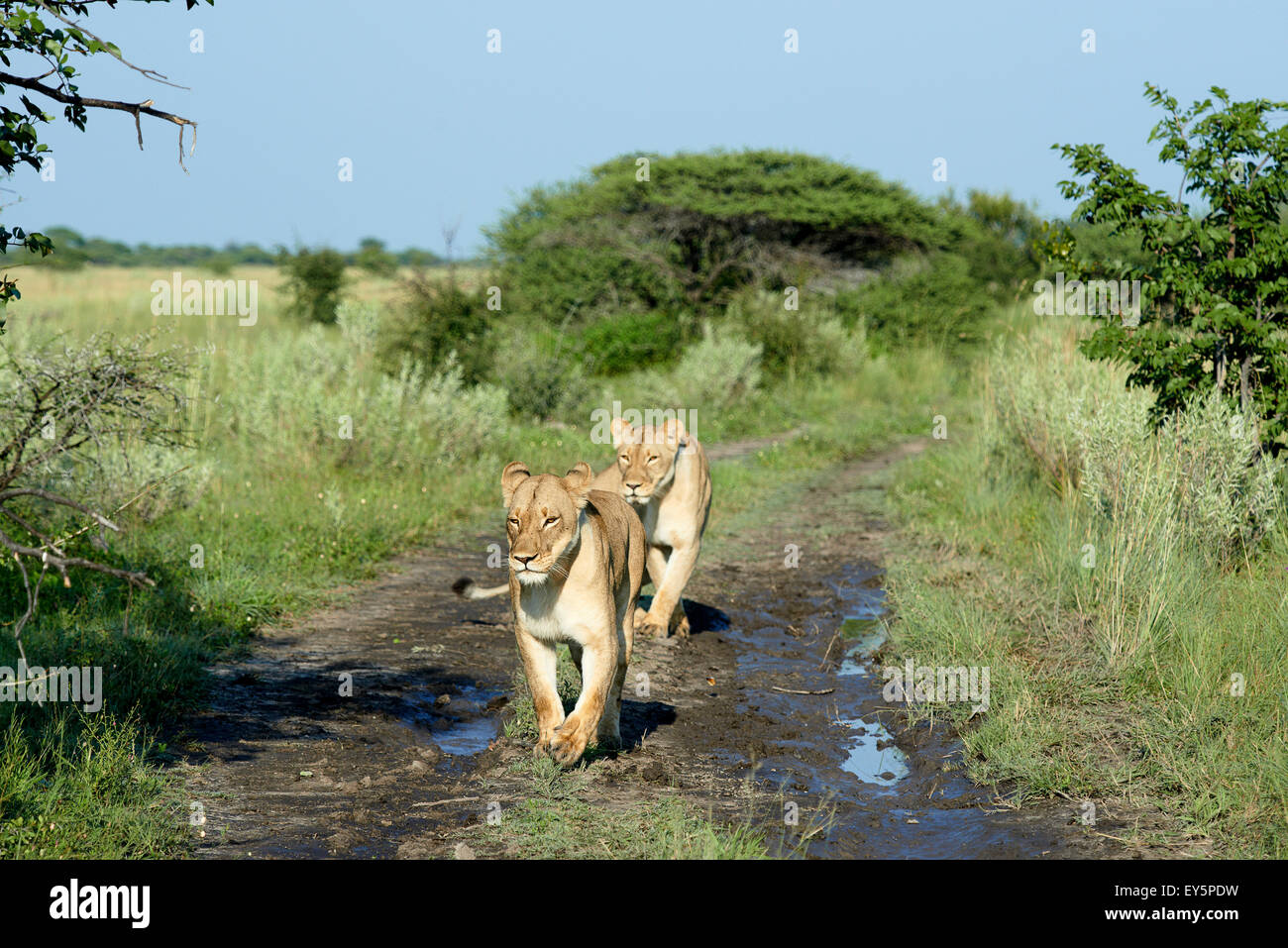 Lioness walking hi-res stock photography and images - Alamy