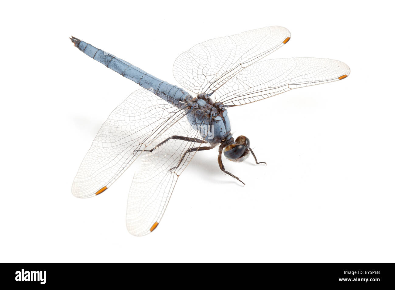 Southern Skimmer on white background Stock Photo - Alamy