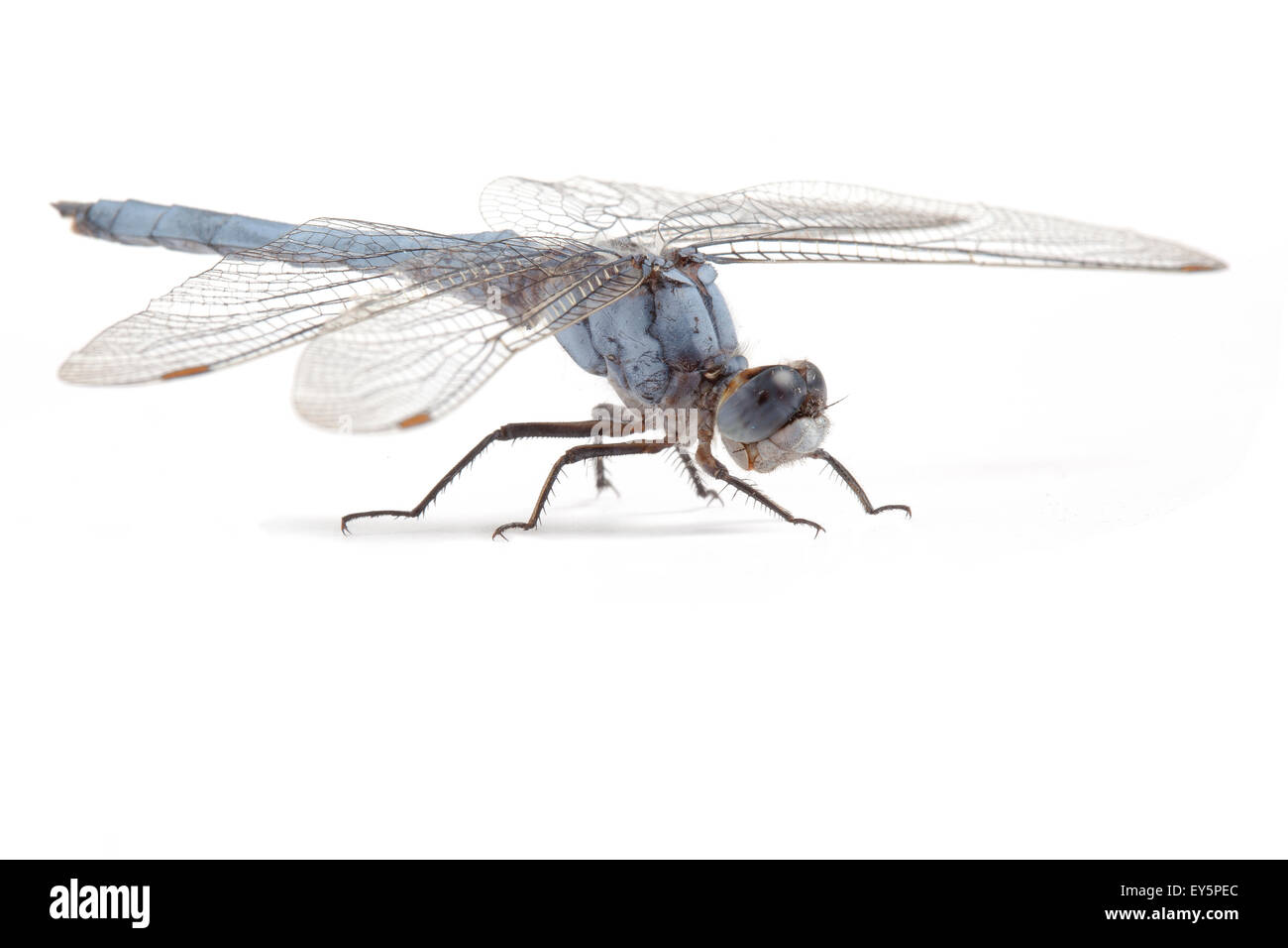 Southern Skimmer on white background Stock Photo - Alamy