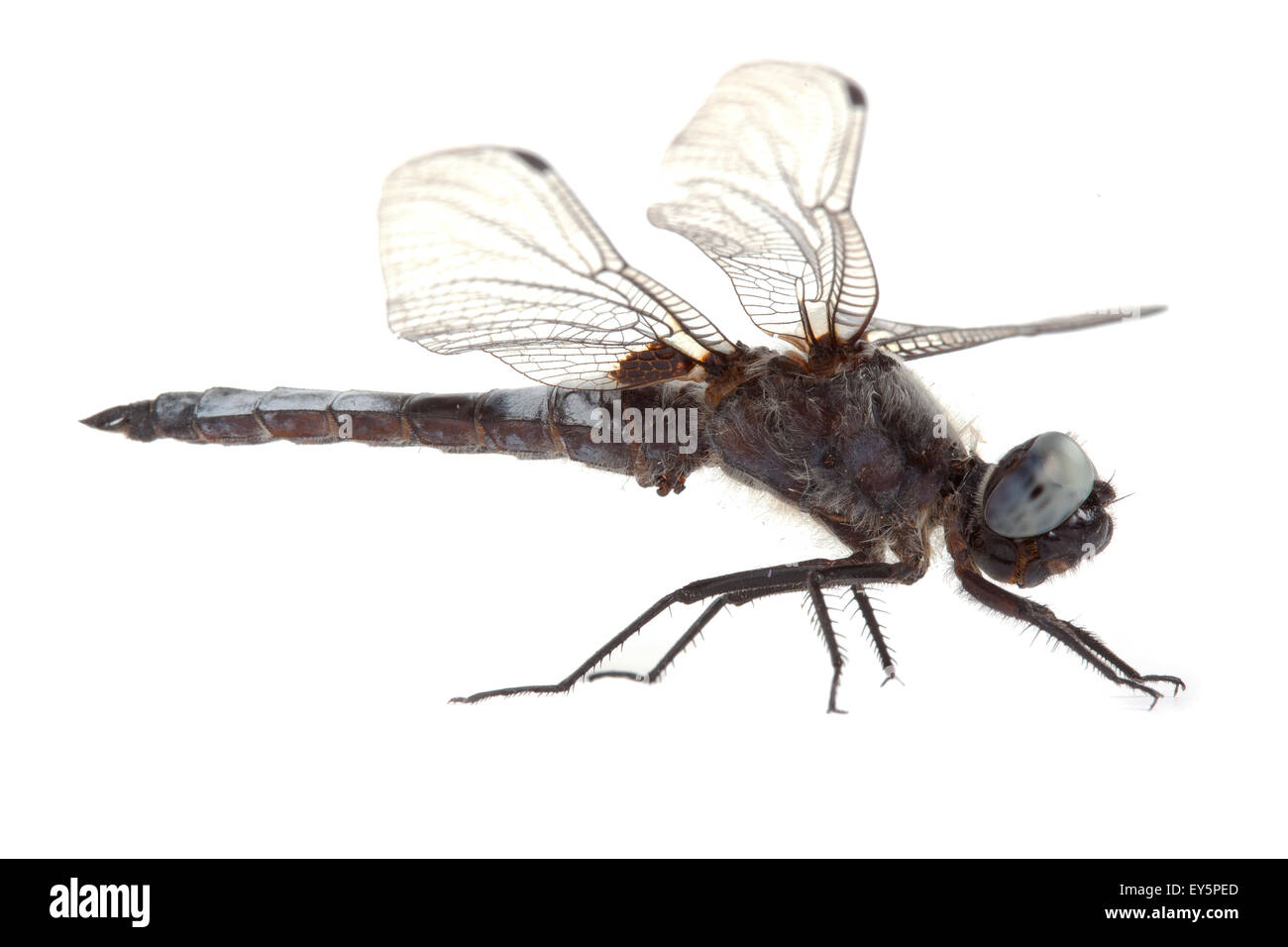 Scarse Chaser on white background Stock Photo - Alamy
