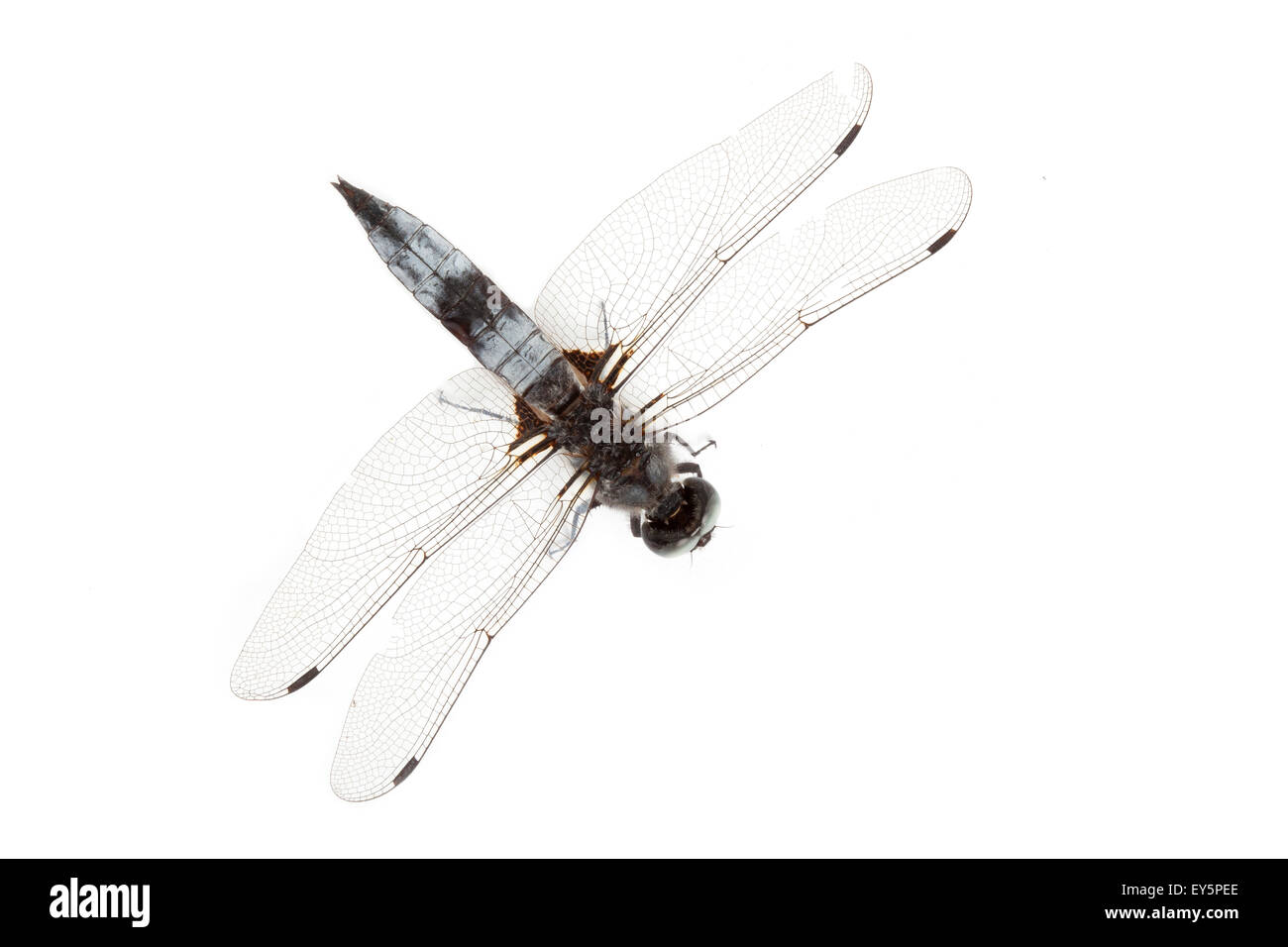 Scarse Chaser on white background Stock Photo - Alamy