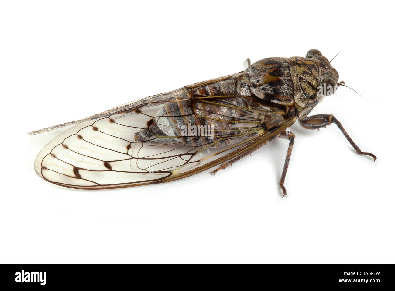Grey Cicada on white background Stock Photo - Alamy