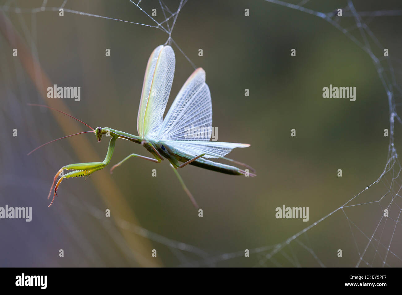 Praying mantis caught in a spider's web - France Stock Photo - Alamy
