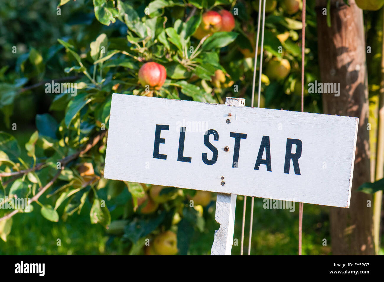 Apple tree 'Elstar' in fruit in an orchard Stock Photo - Alamy