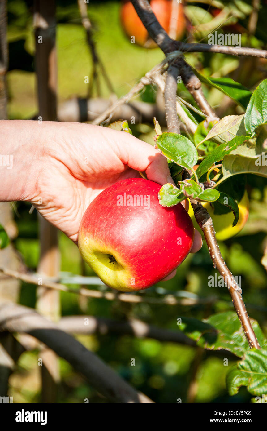 Harvest of apple 'Elstar' in an orchard Stock Photo - Alamy