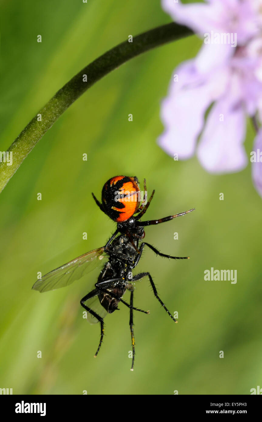 Napoleon Spider catching a fly - Northern Vosges France Stock Photo - Alamy