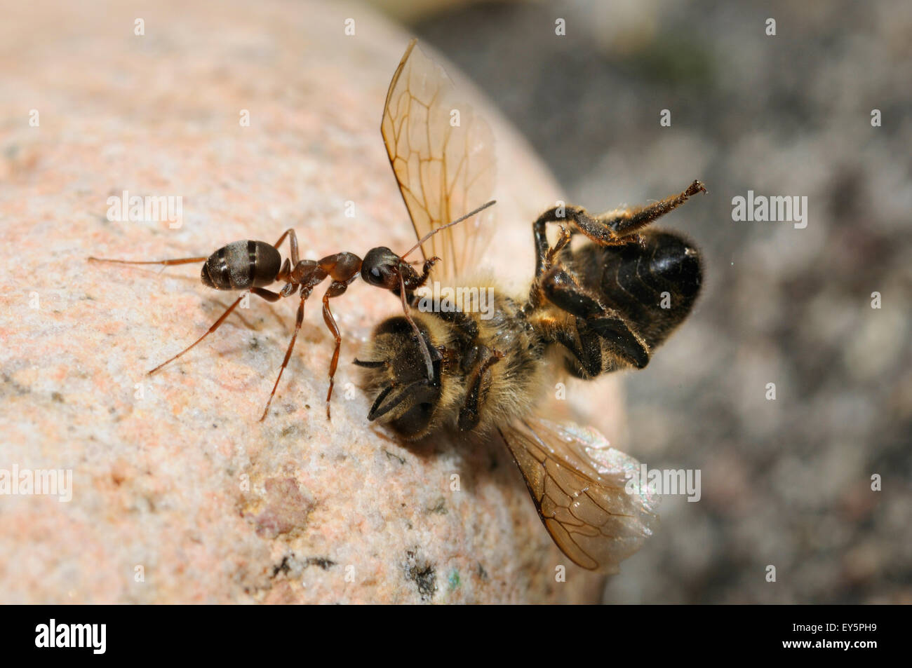 Slavemaker ant pulling a bee - Northern Vosges France Stock Photo - Alamy