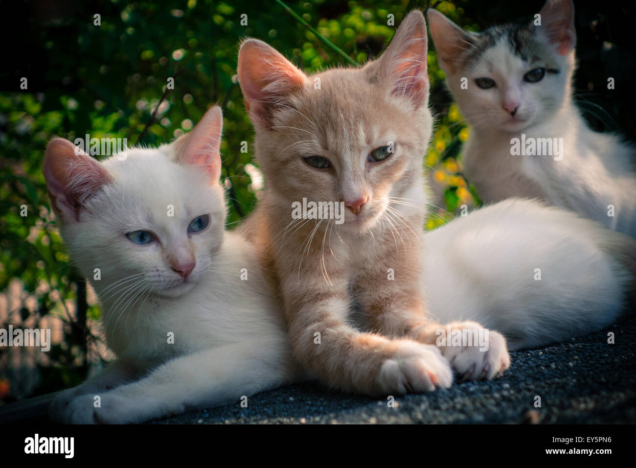 Cute gang hi-res stock photography and images - Alamy
